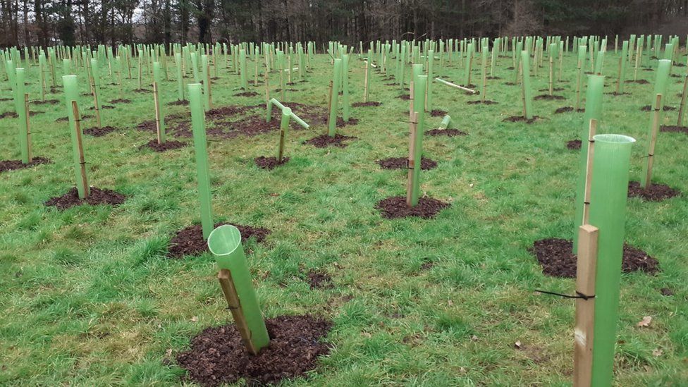 Harlow: Damaged trees a 'reckless act of vandalism' - BBC News