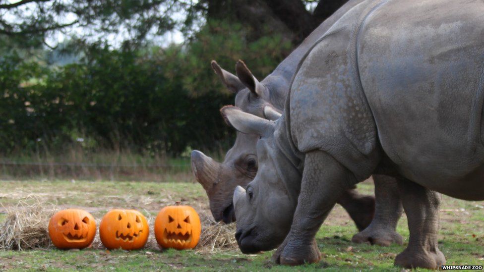 Halloween: Zoo animals get a spooky surprise! - BBC Newsround