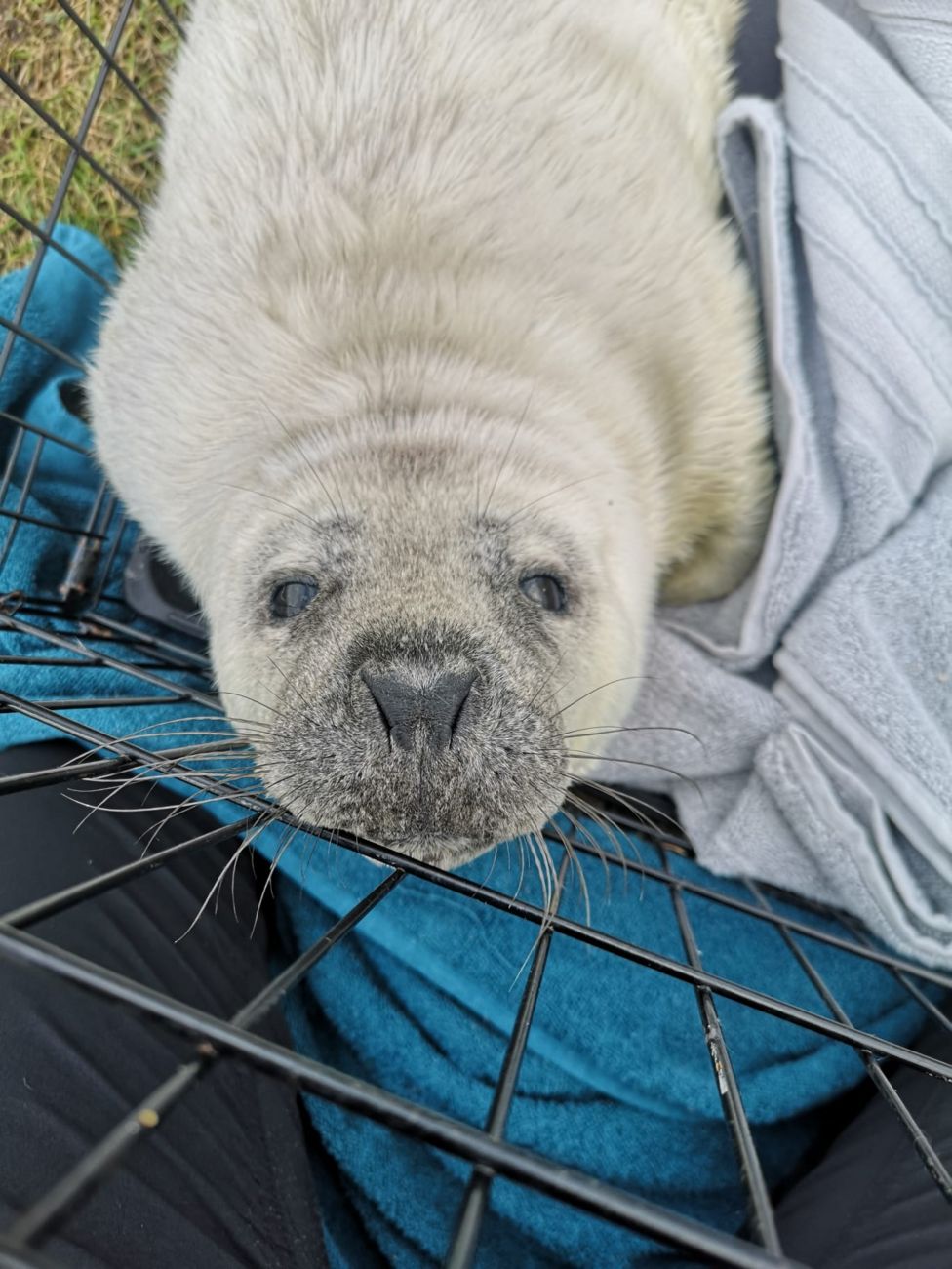 Anglesey marine biologist describes heart-breaking seal pup death - BBC ...