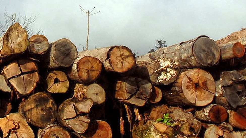 Jersey Tree Map reveals island's green canopy - BBC News