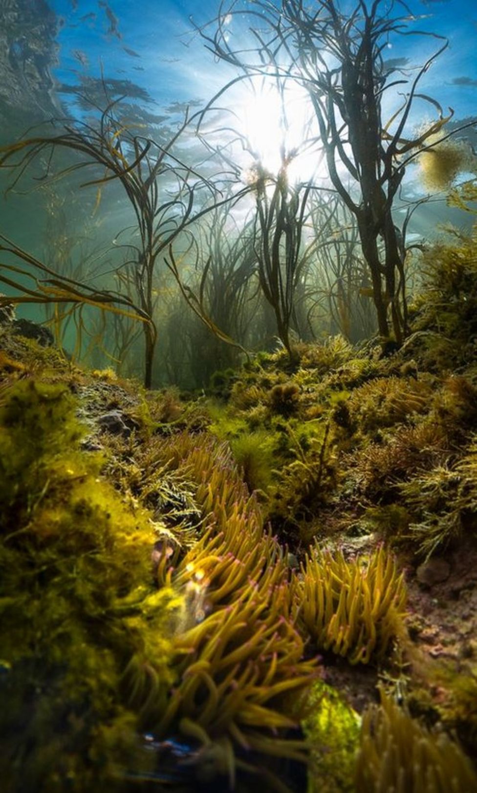 In pictures: Exotic and beautiful marine life in the Solent - BBC News