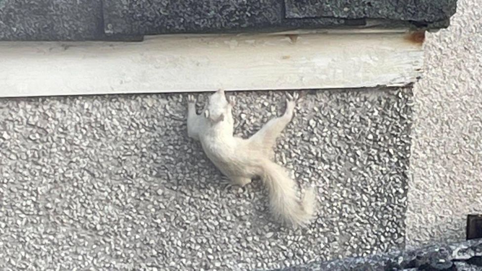 White squirrel: Rare rodent spotted on Ystrad Mynach wall - BBC News