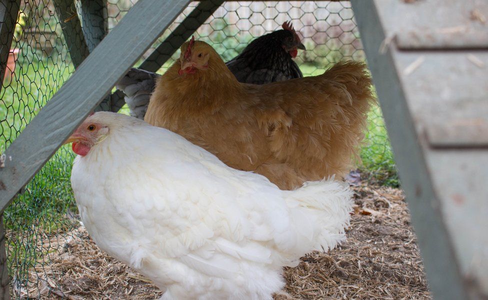 England's Big Picture: 26 December - 1 January - BBC News