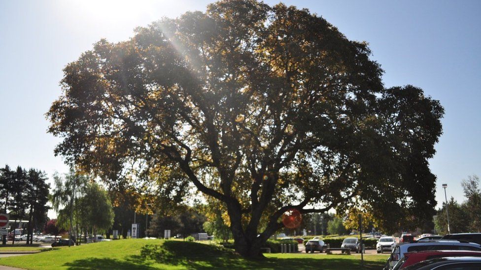 Tree of the Year: Perth walnut named as Scottish contender - BBC News