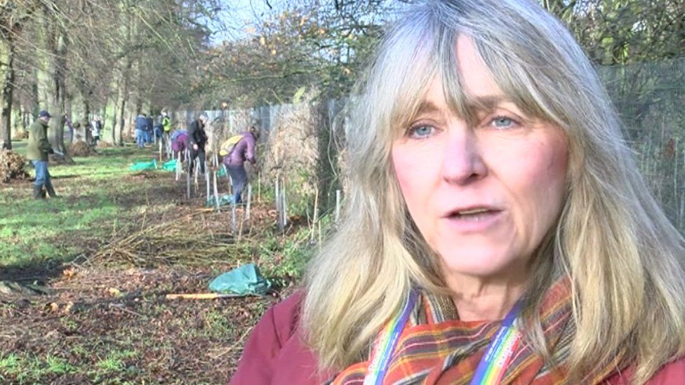 Volunteers start to replace 800 trees cut down by Reading council - BBC ...