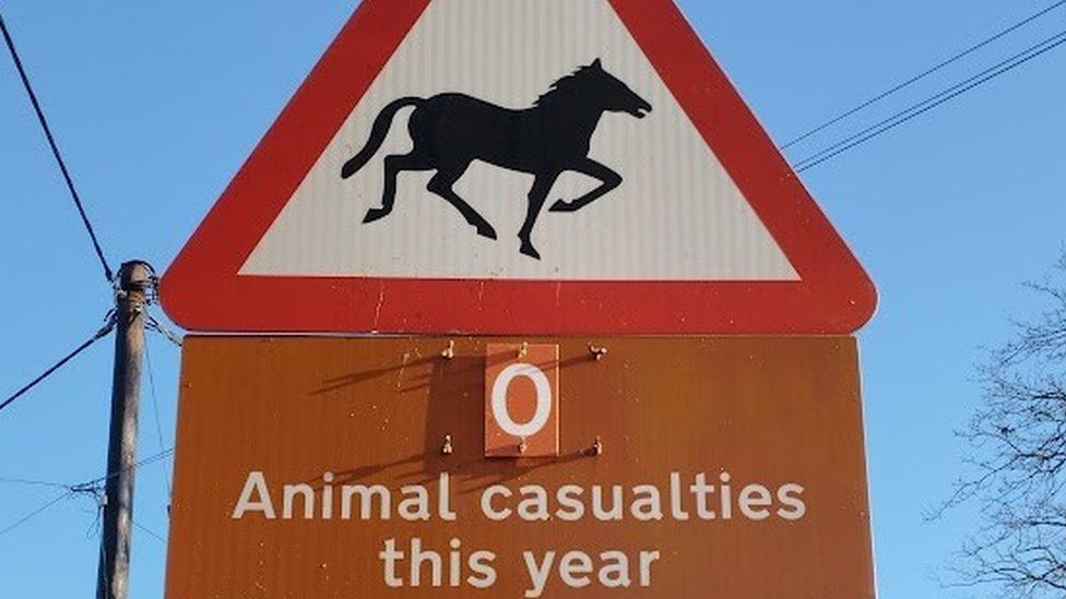 New Forest animal road deaths: Numbers fall further - BBC News