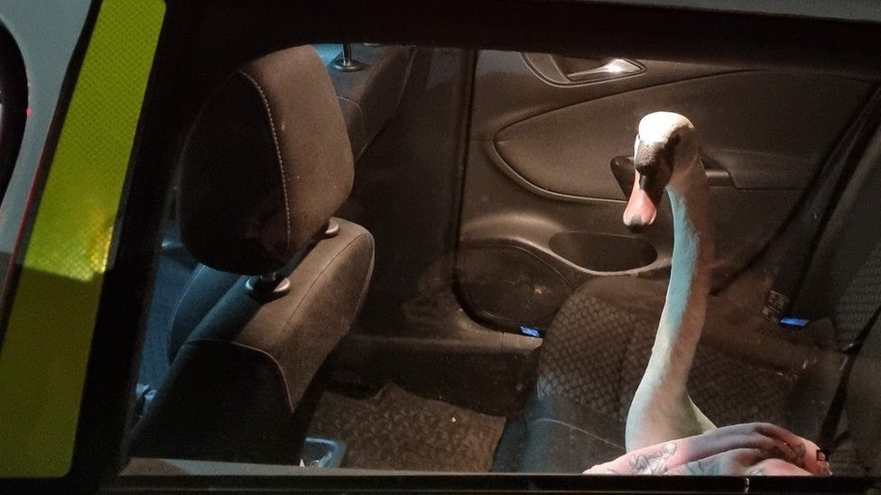 How a swan ended up in a police car in Plymouth - BBC Newsround