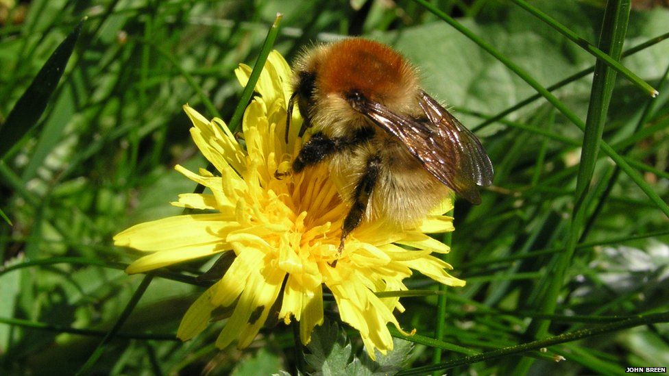 Seeing is bee-lieving: Bid to save threatened bee species in Ireland ...
