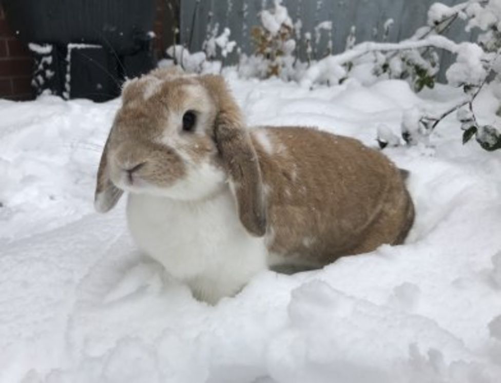 Snow in UK: Your photos of the wintry scenes - BBC News