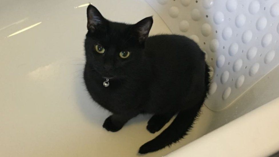 Cat impaled by kebab skewer saved by Cambridgeshire vet - BBC News