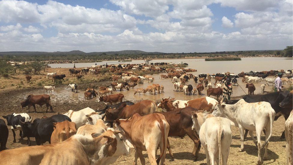 Are Kenya ranch invasions driven by drought or politics? - BBC News