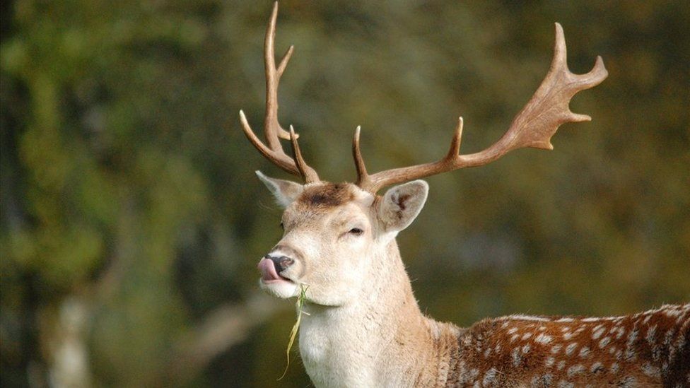 Ranger's photo capturing a swimming stag goes viral - BBC News