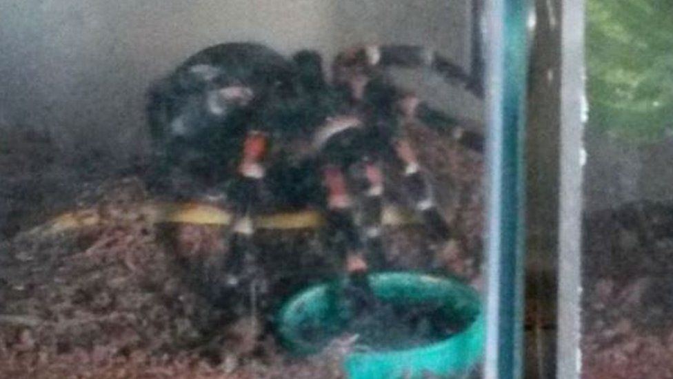 Spiders rescued from Basingstoke house fire - BBC News