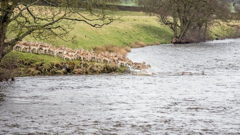 Derbyshire deer snapped in Chatsworth river crossing - BBC News