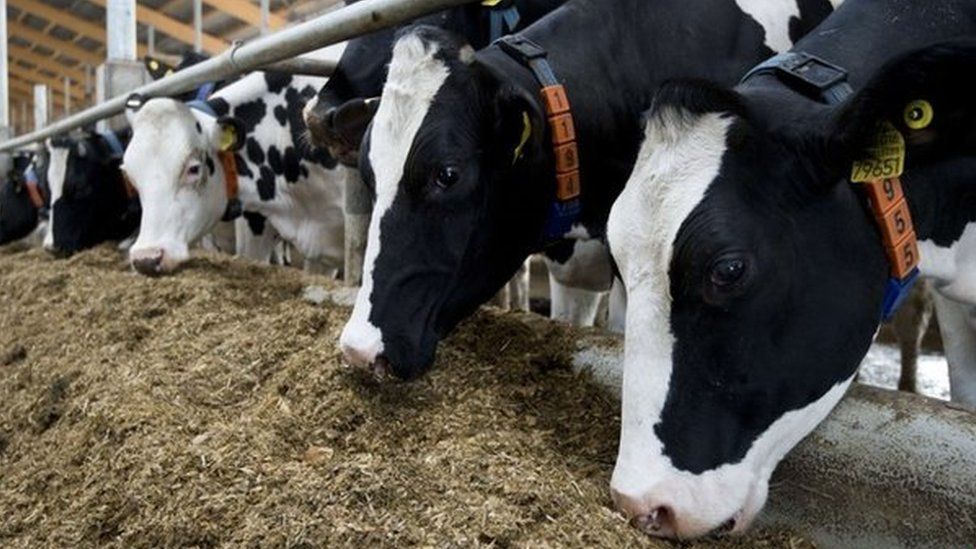 Stranraer farmer raises import concerns over bovine TB - BBC News