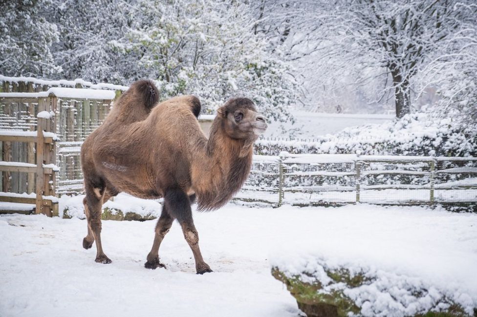 Wildlife: These zoo animals have been playing in the snow - BBC Newsround