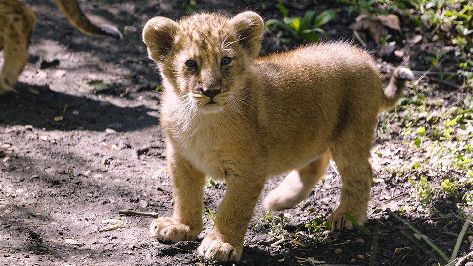 London Zoo: Lion cubs take their first steps outside - BBC Newsround