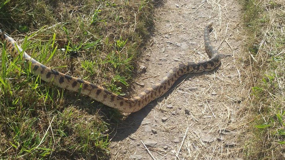 RSPCA pet reptile rescues of lizards and snakes rise - BBC News