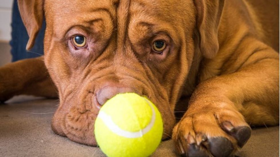 Dave the dog survives being impaled on metal spike - BBC News