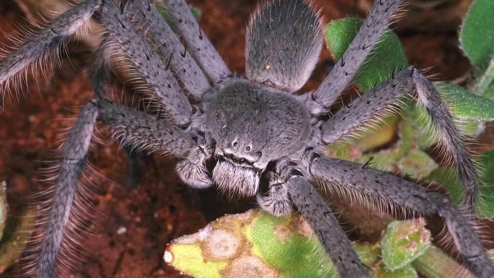 Huntsman spiders have a creepy new hobby - BBC Newsround