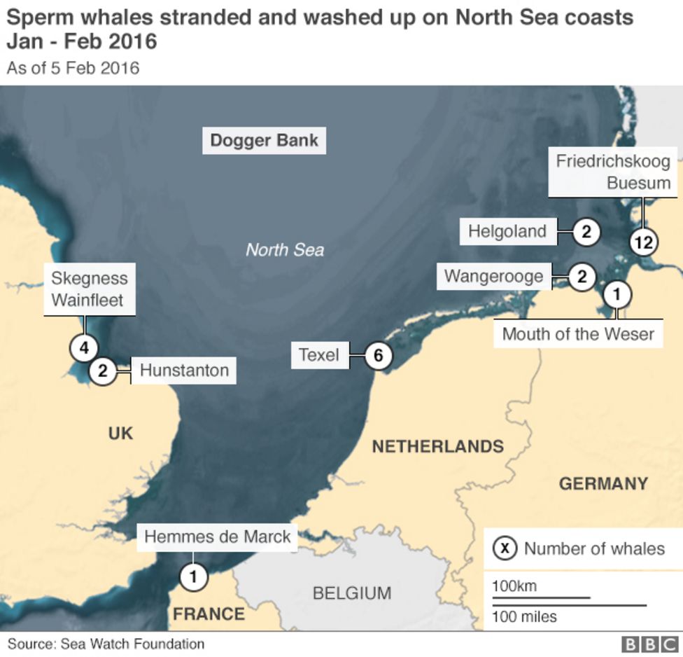 North Sea sperm whales 'died in hunt for squid' - BBC News