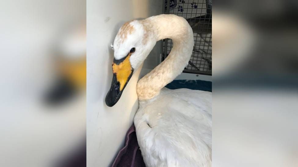 Pembrokeshire: One of UK's oldest swans dies after collision - BBC News
