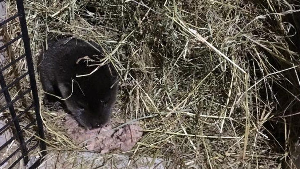 Orphaned baby otter in roadside rescue - BBC News