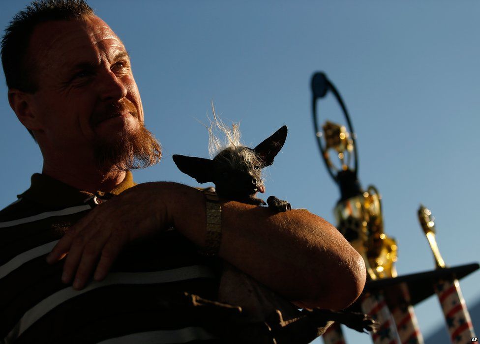 Chinese Crested Chihuahua, 17-year-old SweePee Rambo, is named world's ...