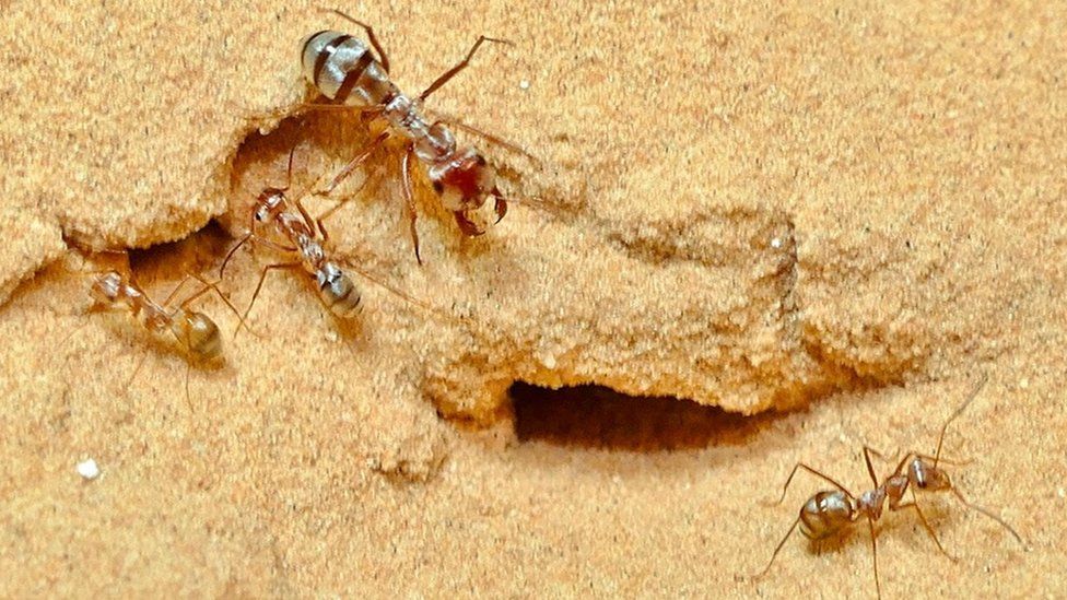 Flying Ant Day: What is it and why does it happen? - BBC Newsround
