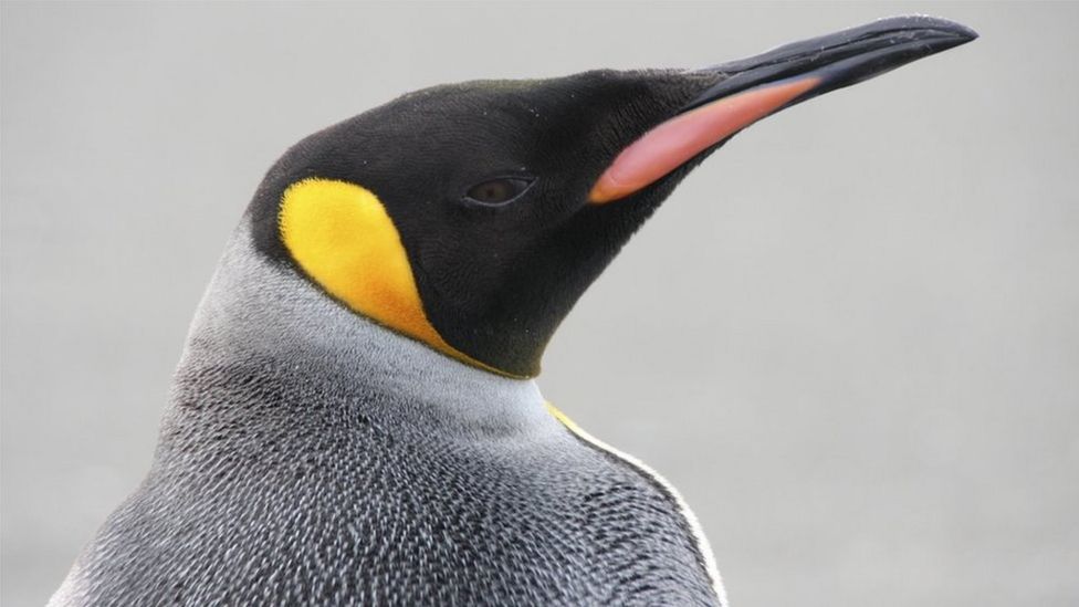 Meet Spike: The world's most popular penguin! - BBC Newsround