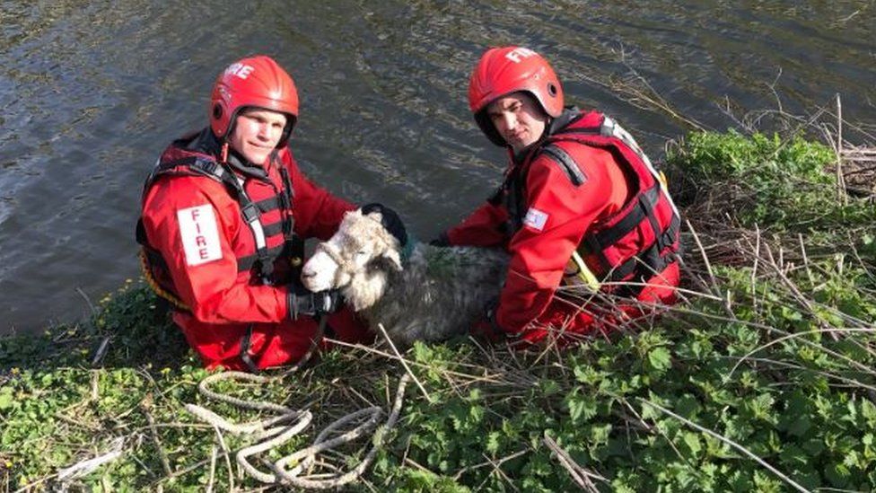 'Minty' the canal rescue sheep stays with firefighters - BBC News