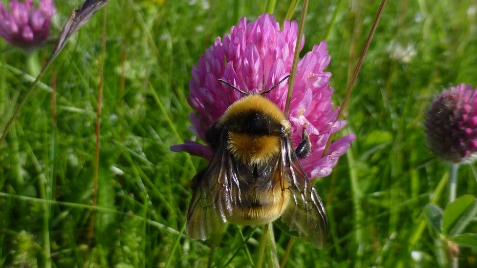 Sightings sought of one of UK's rarest bumblebees - BBC News