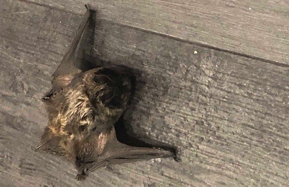 Rare shop bat added to Natural History Museum collection - BBC News