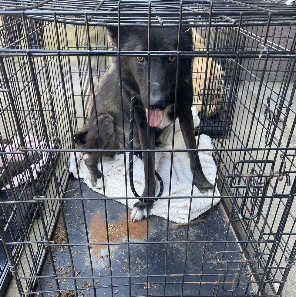 Dogs found roaming near Moffat are underweight and exhausted - BBC News