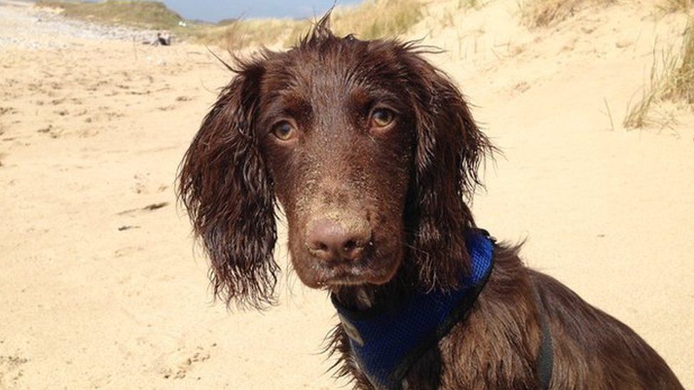 Weymouth beach dog ban stays despite petitions - BBC News