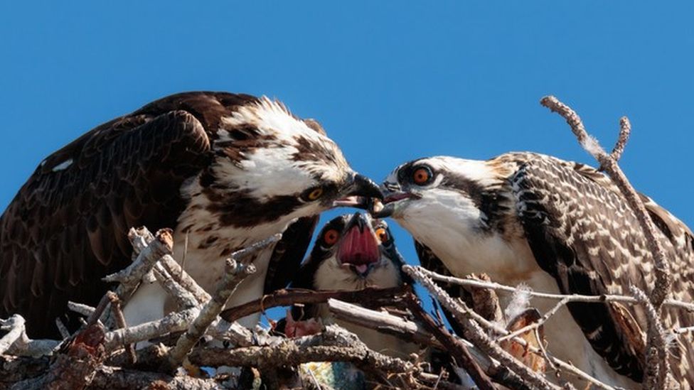 First osprey chick on England's south coast for 200 years - BBC Newsround