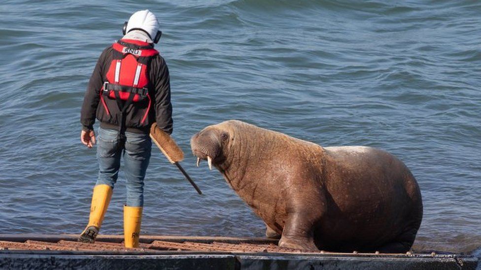 Wally the walrus: Lifeboat crew use horn to budge animal - BBC News