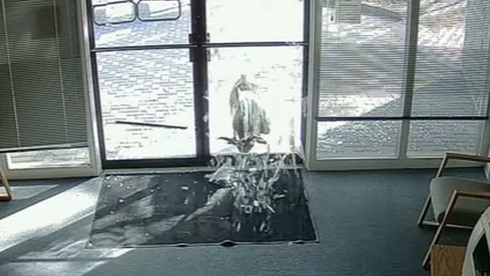 Comedian Jon Stewart rescues goats from New York subway tracks - BBC News