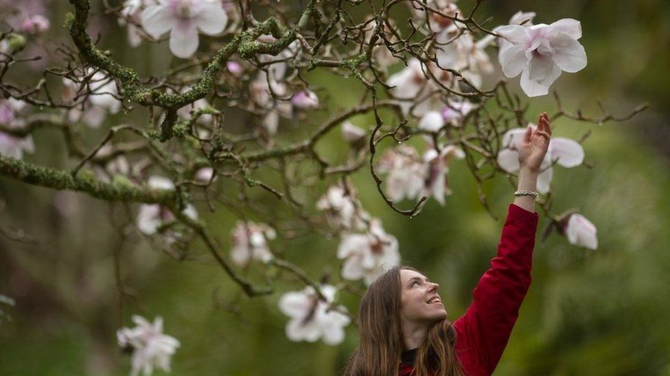 National Tree Week: Hundreds more trees to be planted in Cornwall - BBC ...