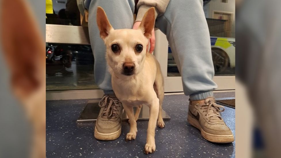 Missing dog found living in the wild in Sussex six years after ...