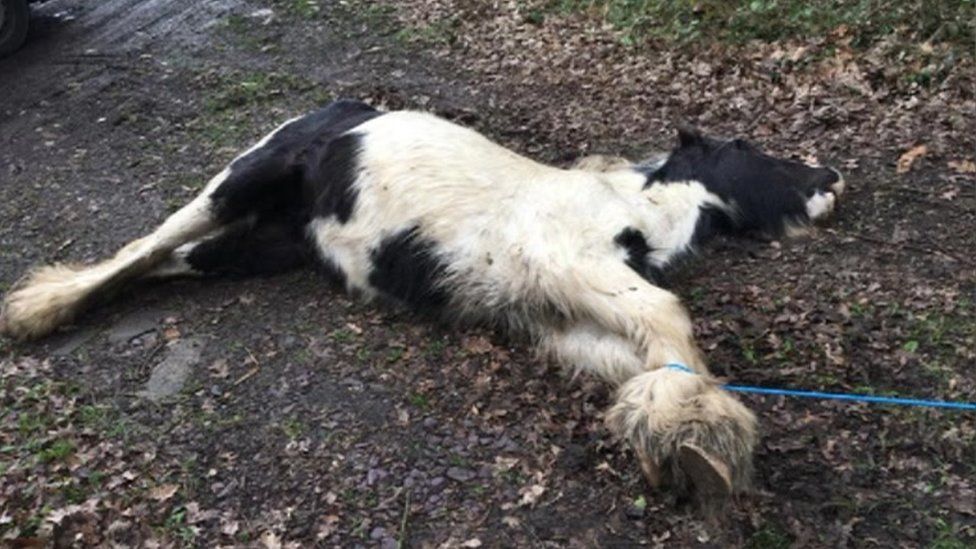 Dead pony found tied up and dumped near Ashford in Kent - BBC News