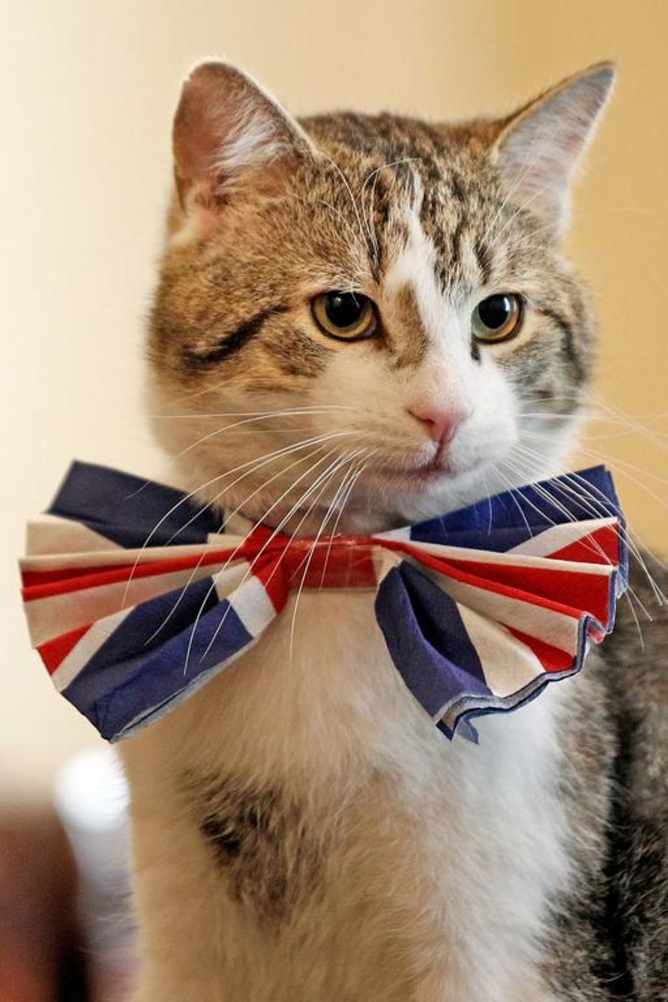 The new PM's first job: Impress the cat - BBC News