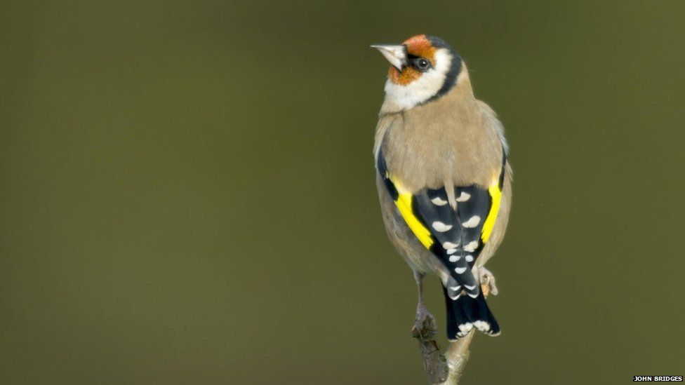 Pictures: Britain's top ten most common birds - BBC Newsround