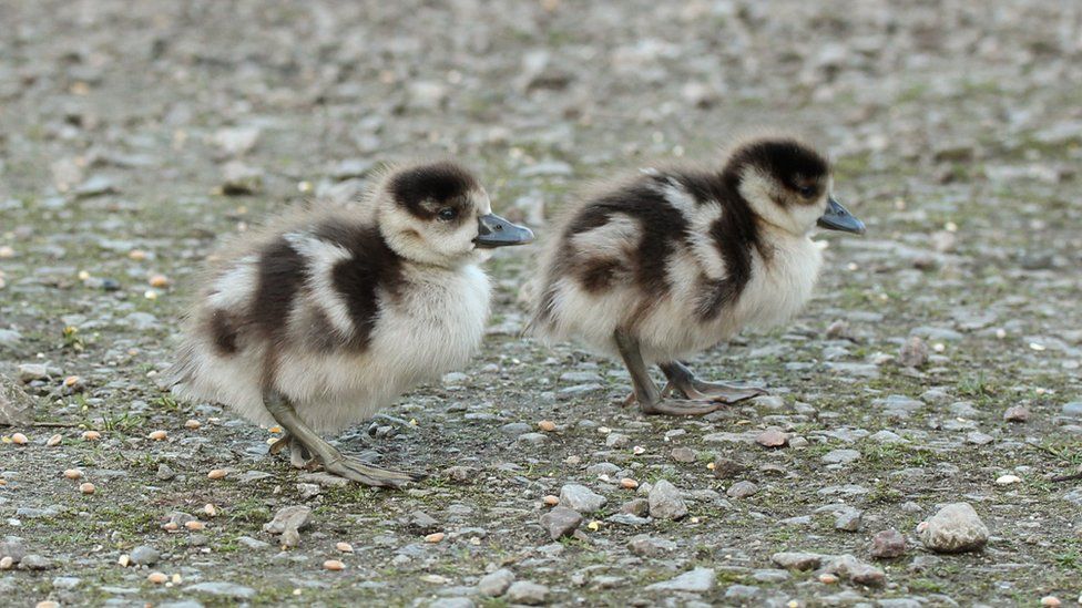 Egyptian goose chicks 'leap' from kestrel box nest - BBC News