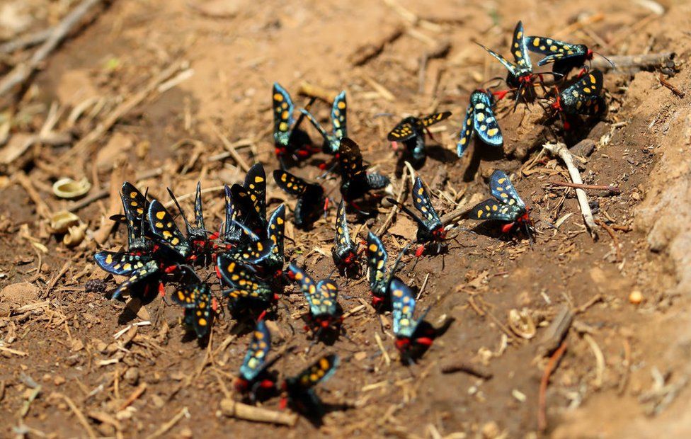 Africa's top shots: 8-14 November 2019 - BBC News