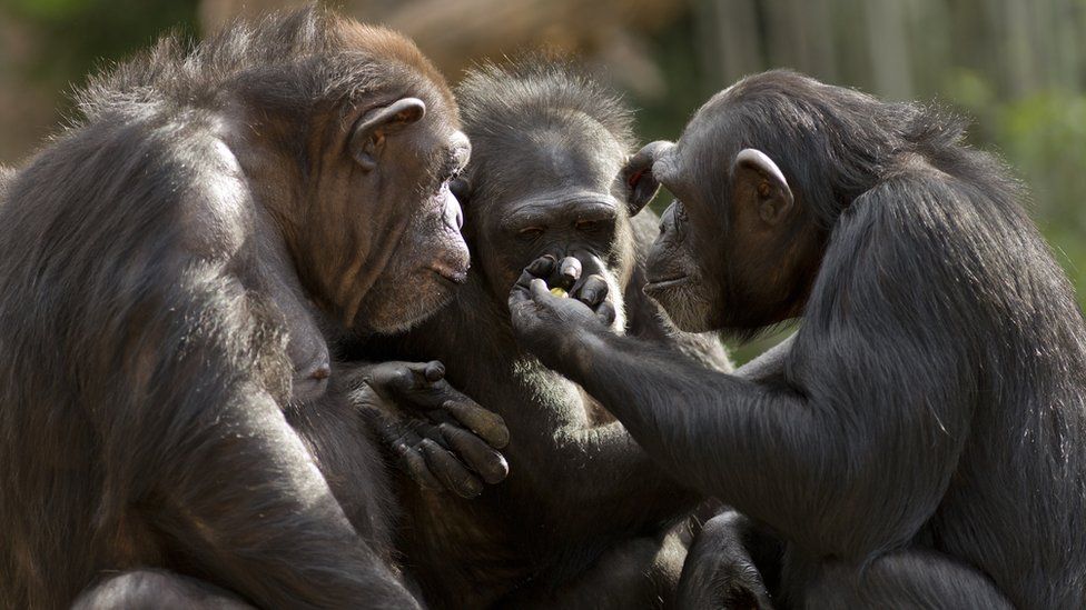 Wildlife: Apes say hello and goodbye just like humans do! - BBC Newsround
