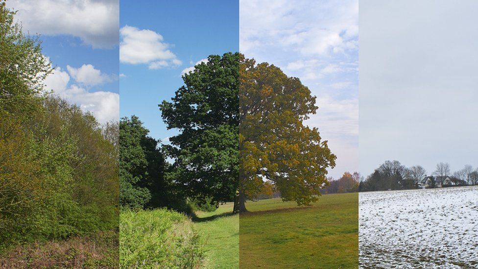 Climate change: Butterflies and burrowers could be at risk because of ...
