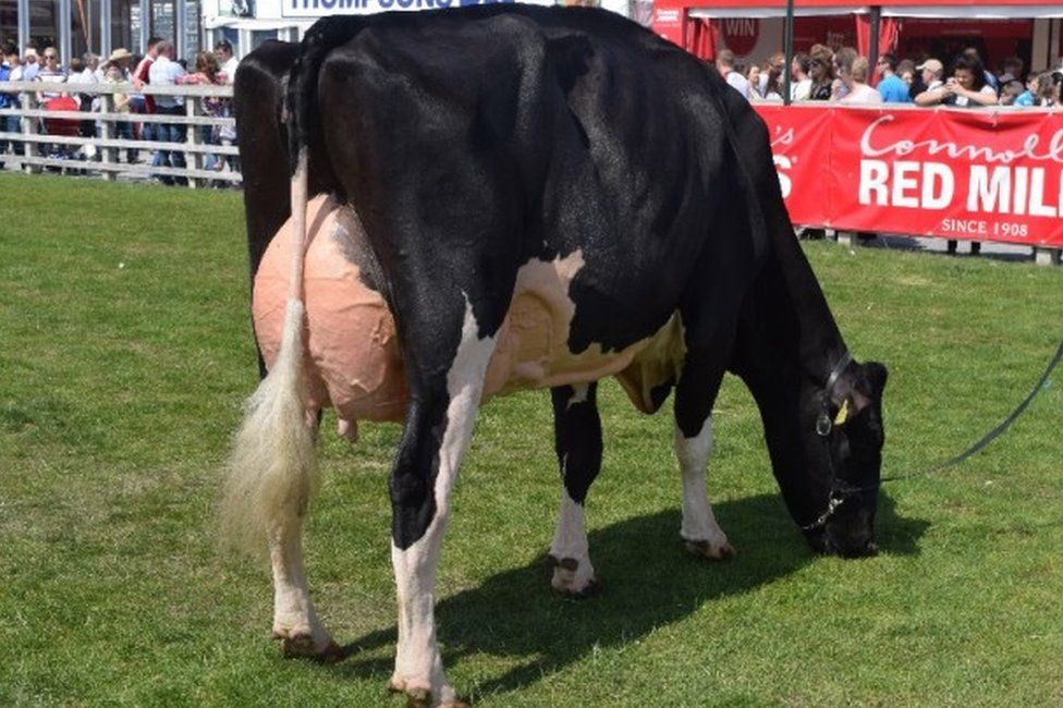 NI weekly papers: Sham wedding, knicker thief, best cow - BBC News