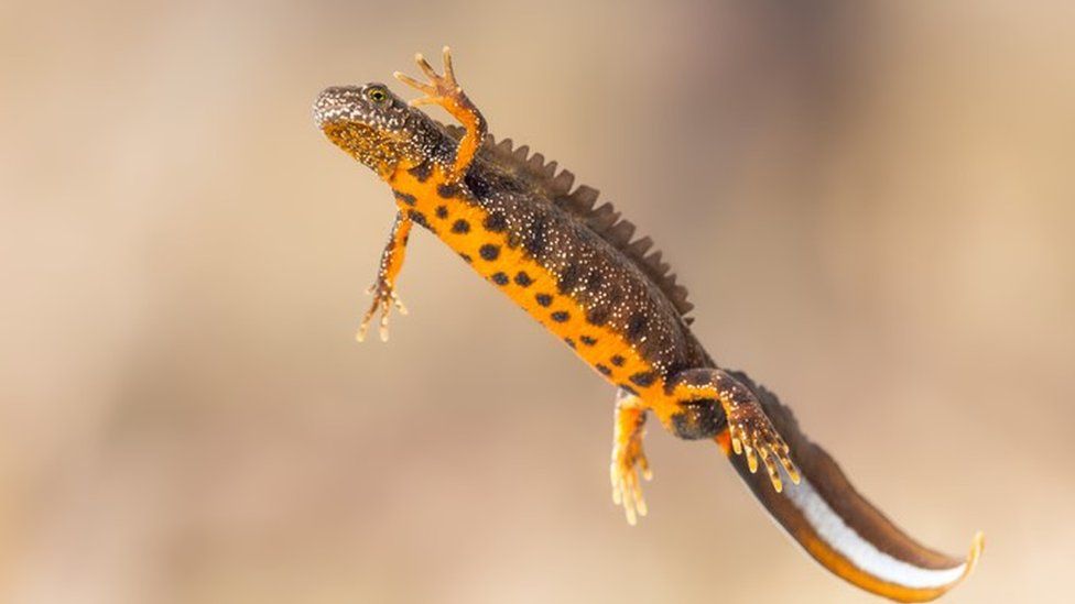 Free ponds on offer in Yorkshire for conservation of newts - BBC News