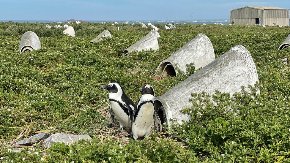 How are penguin 'igloos' helping to protect them? - BBC Newsround
